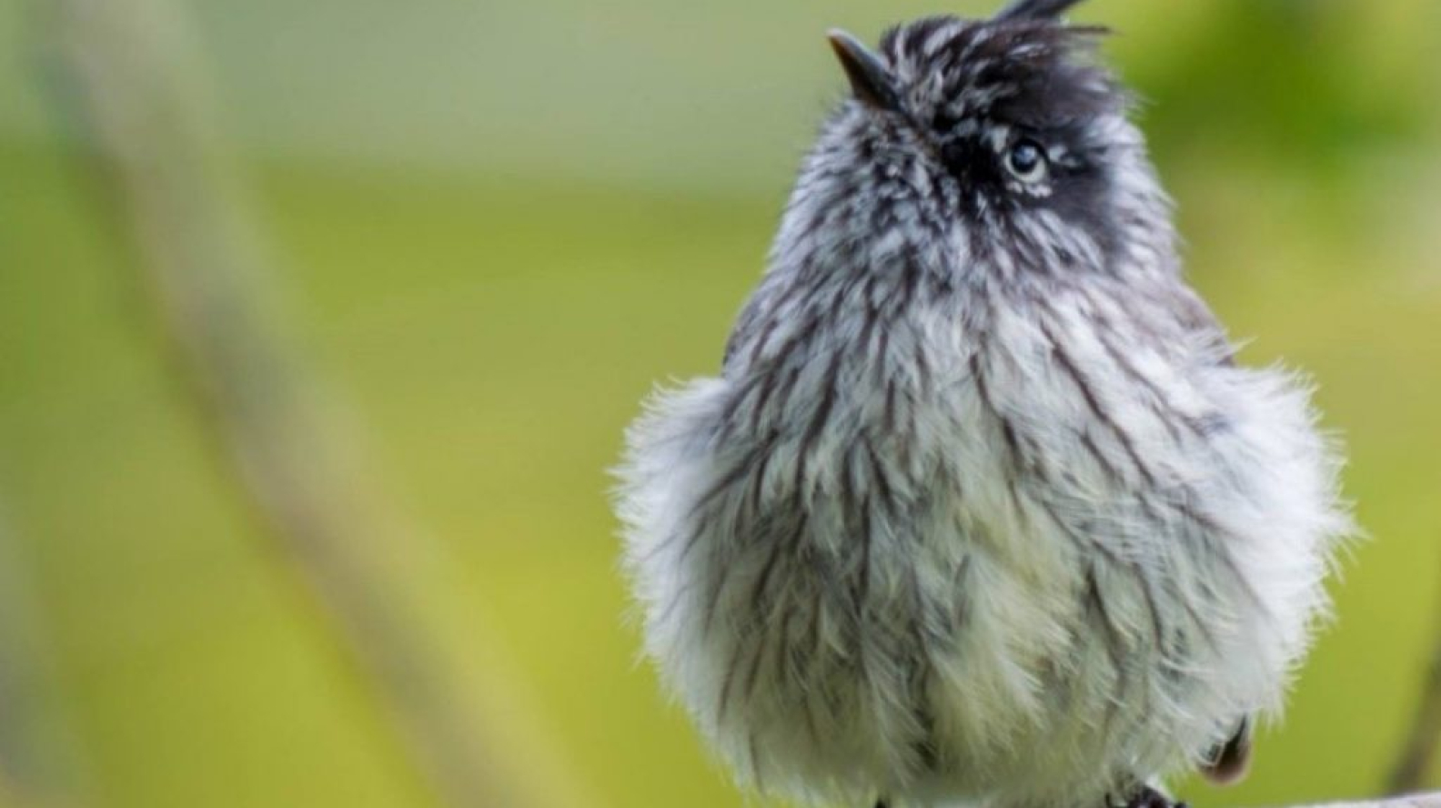 Avanza el 14vo Festival de las Aves de la Reserva de la Biosfera ...